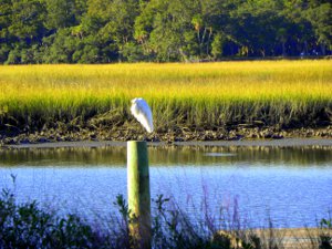 Edisto Island
