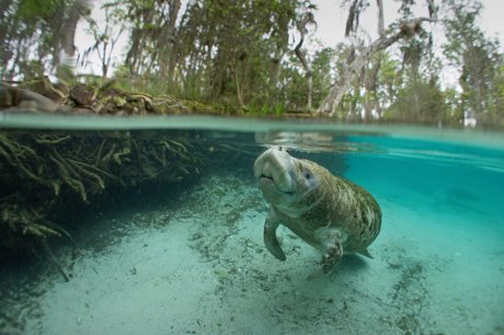 Florida Springs Near Orlando