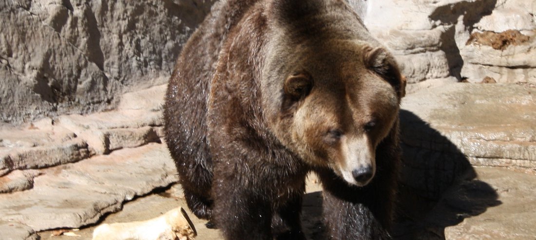 Missouri Bear Sightings and Information