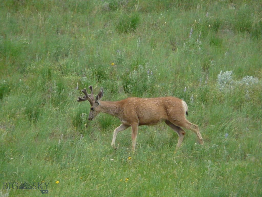 115 Red And King Gulch Road, Laurel, 59044